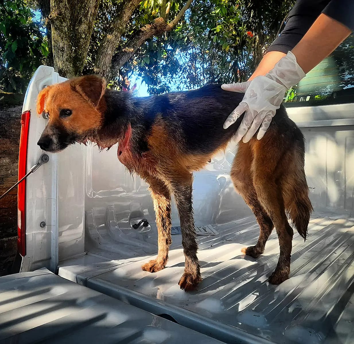 Policías actuaron rápidamente y salvaron a animales en situaciones de ...