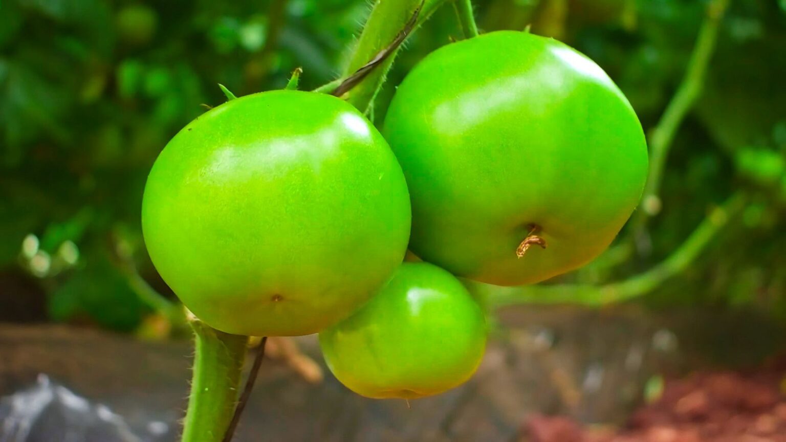 Innovación productiva con base biológica - Norte Misionero